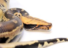 Fiche d'élevage Python curtus - Python à queue courte