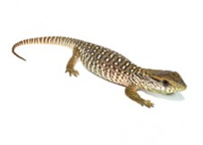 Fiche d'élevage Varanus exanthematicus - Varan des savanes