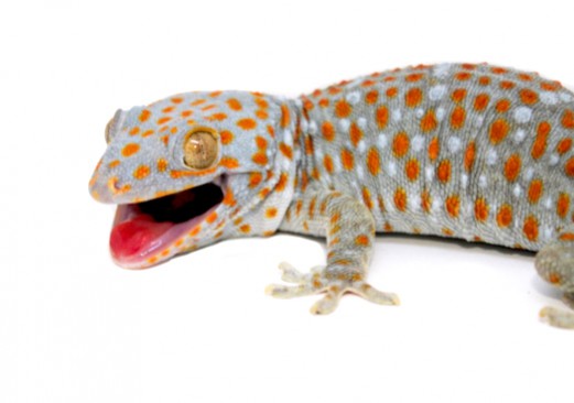 Fiche d'élevage Gekko gecko - Gecko tokay